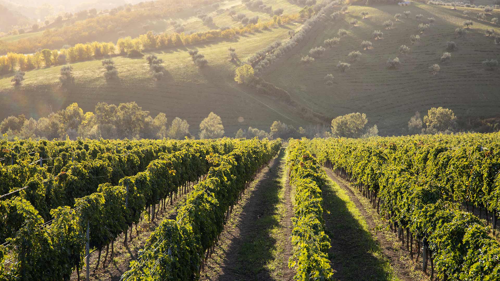 Vini Fantini | Cantine Vitivinicole Italiane | Fantini Wines