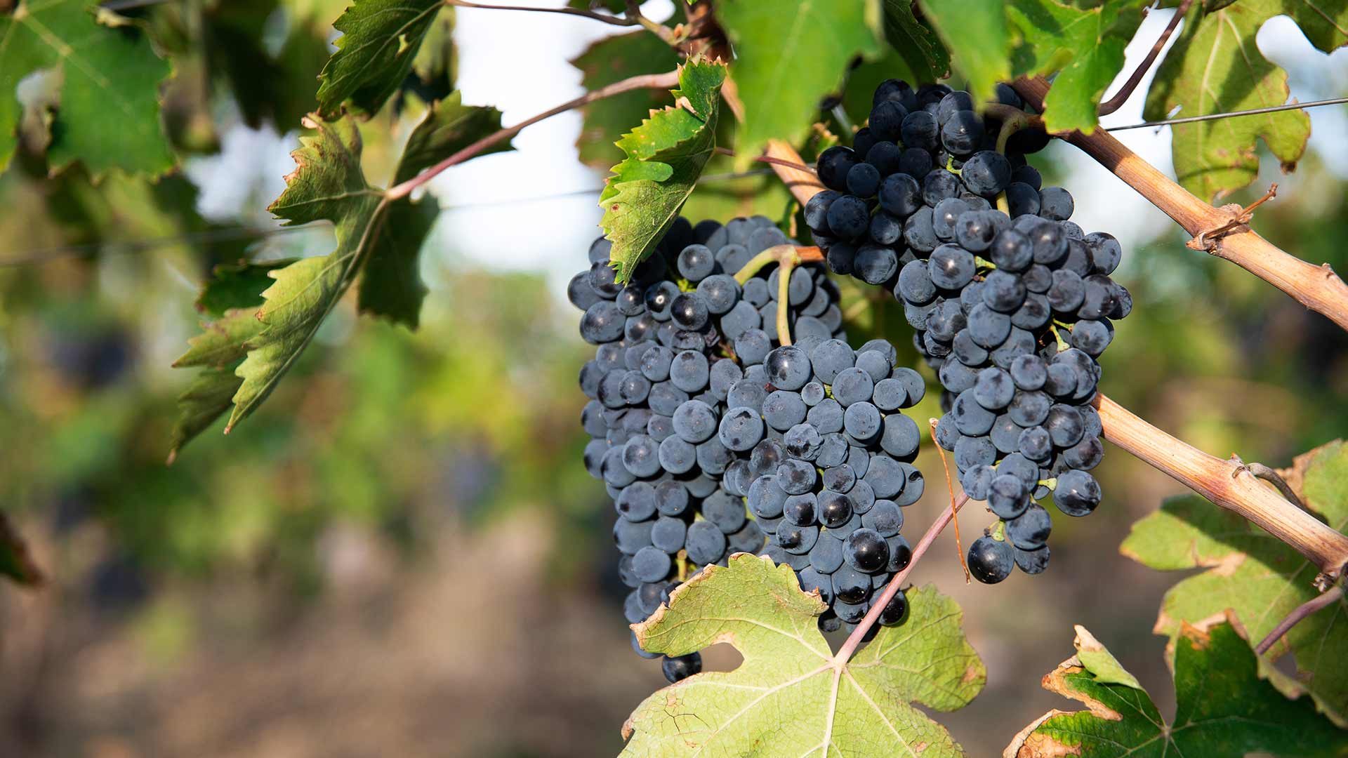 Our Commitment | Fantini Wines