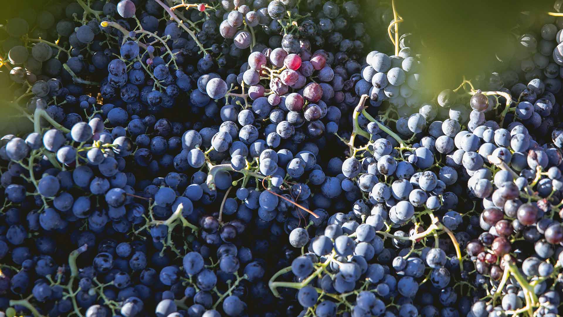 Vini Fantini | Cantine Vitivinicole Italiane | Fantini Wines